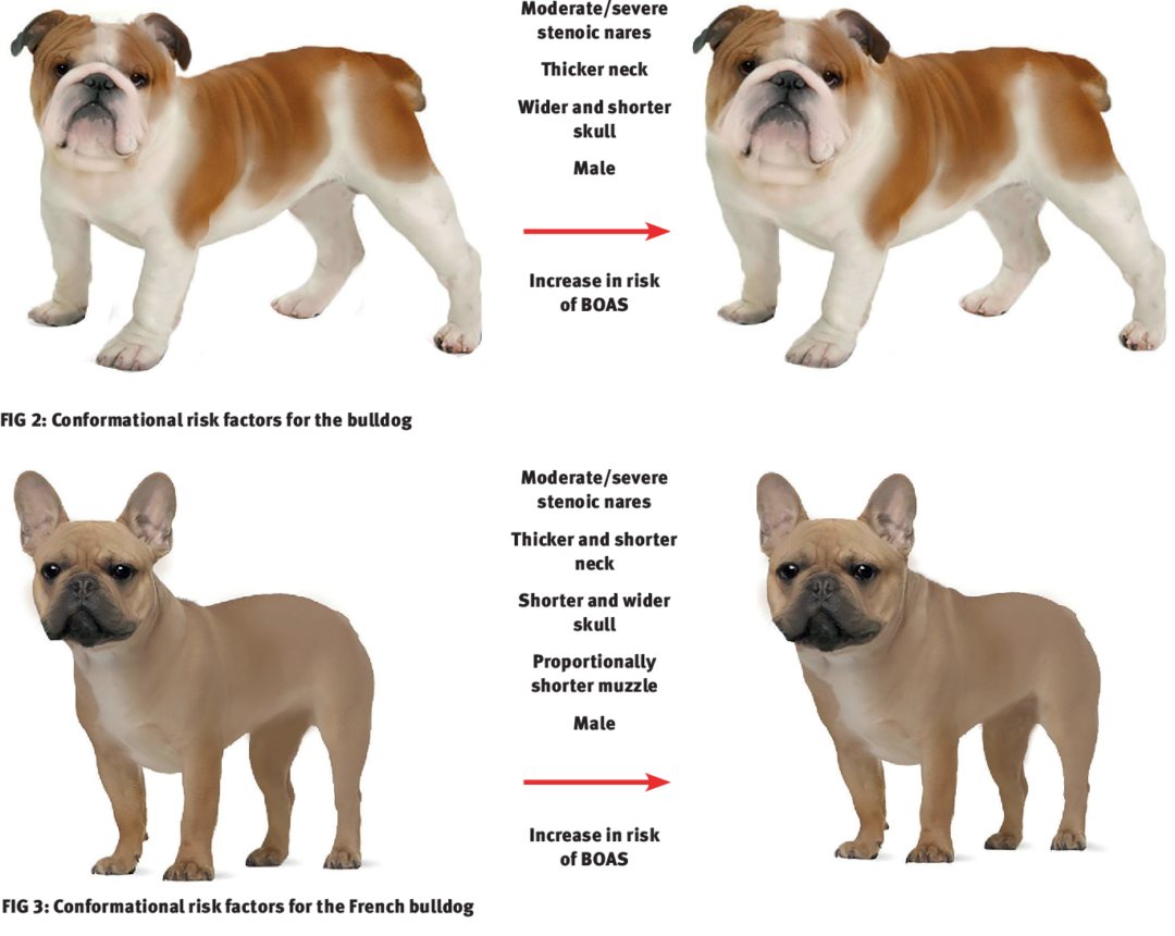BOAS - Norsk Bulldog Klubb - Norsk Bulldog Klubb